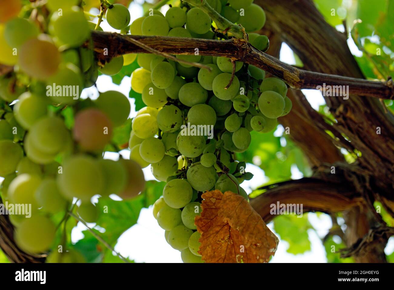 green grapes on a tree in greece Stock Photo - Alamy