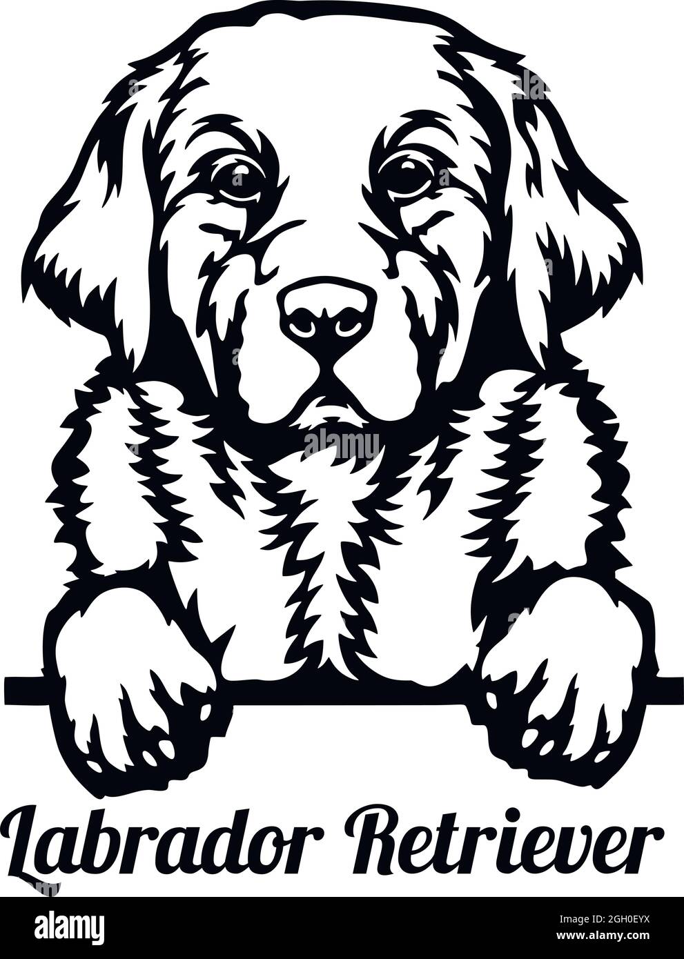 Labrador Retriever Peeking Dog - head isolated on white - vector stock ...