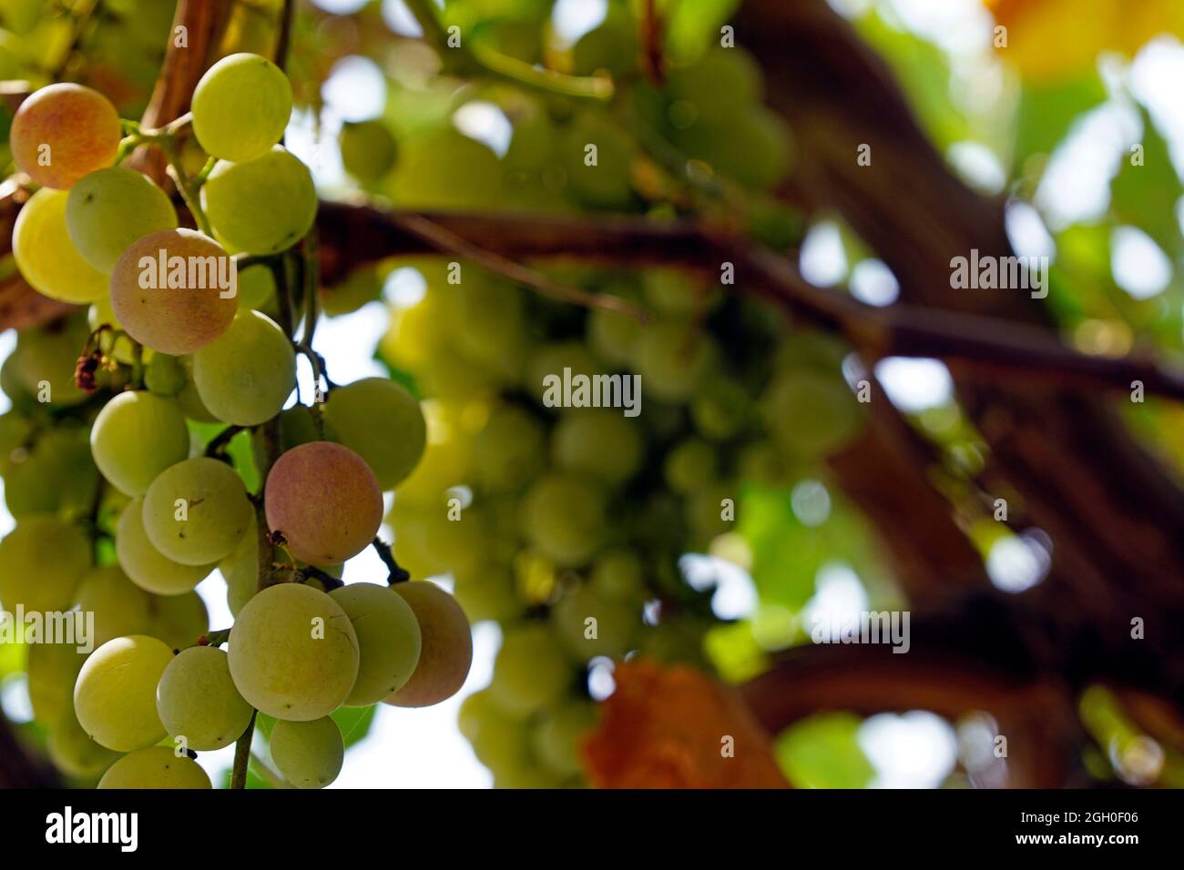 Sea grapes tree hi-res stock photography and images - Alamy