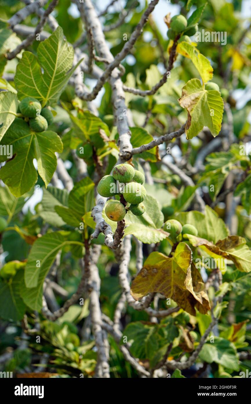 Greek fig tree hi-res stock photography and images - Alamy