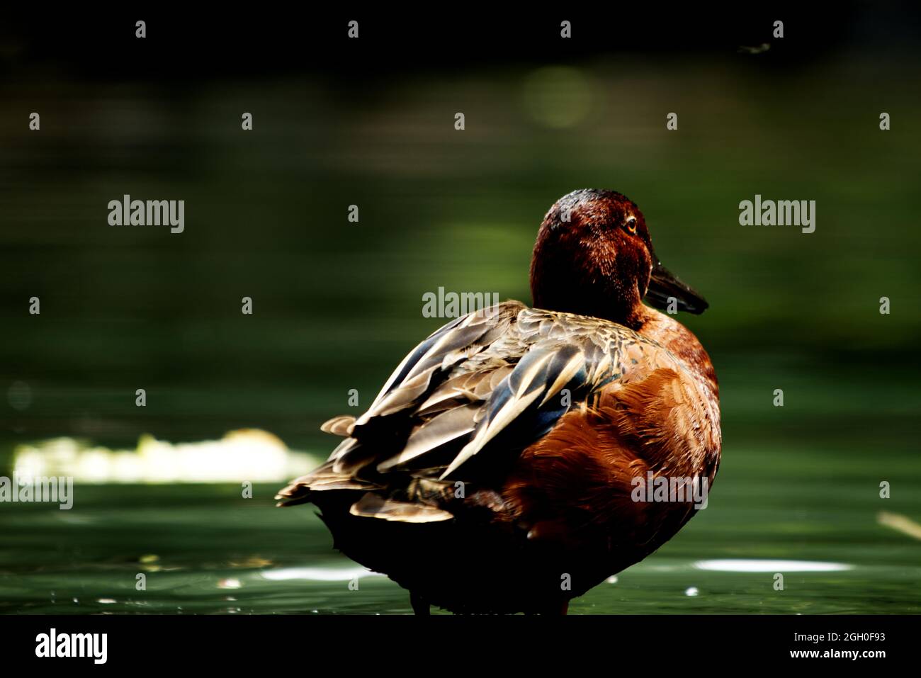 Anas Platalea duck in front of lake - green background Stock Photo - Alamy