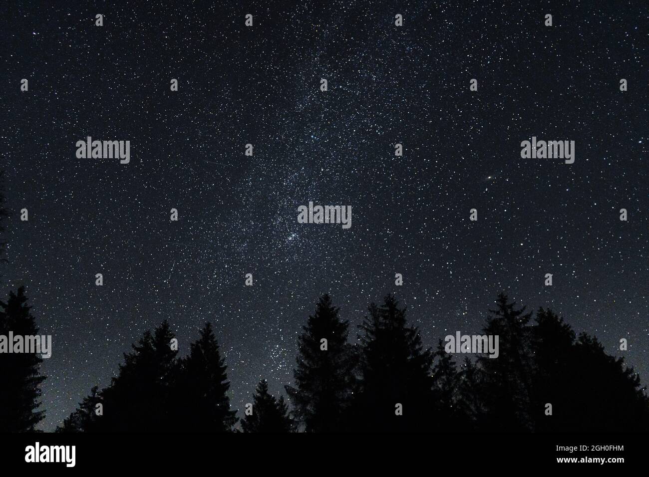 Low angle shot of fir trees and starred sky at night Stock Photo - Alamy