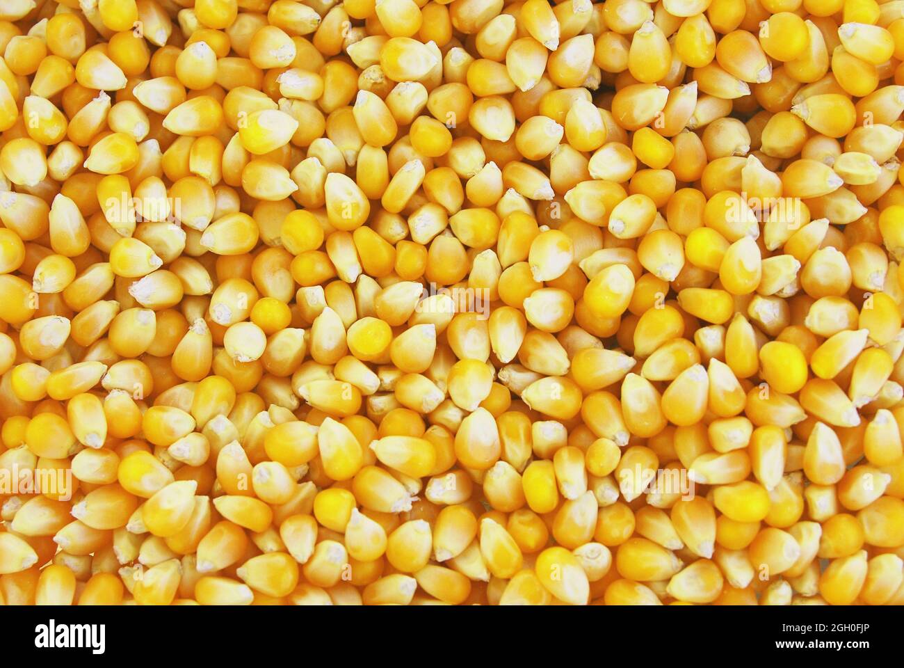 Top view of corn seed texture background Stock Photo - Alamy