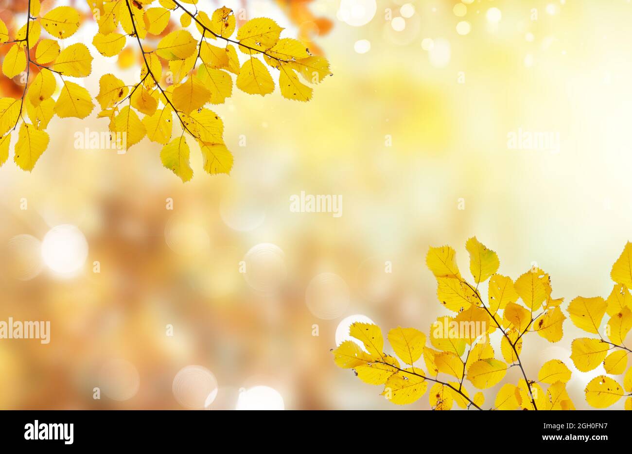 Vibrant fall foliage Stock Photo - Alamy