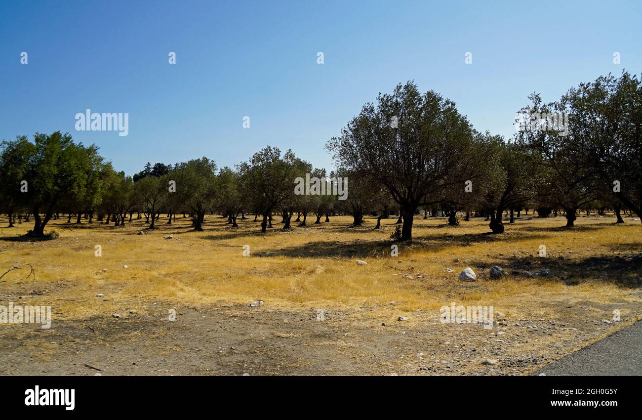 scenic green landscape on rhodes island in greece Stock Photo - Alamy