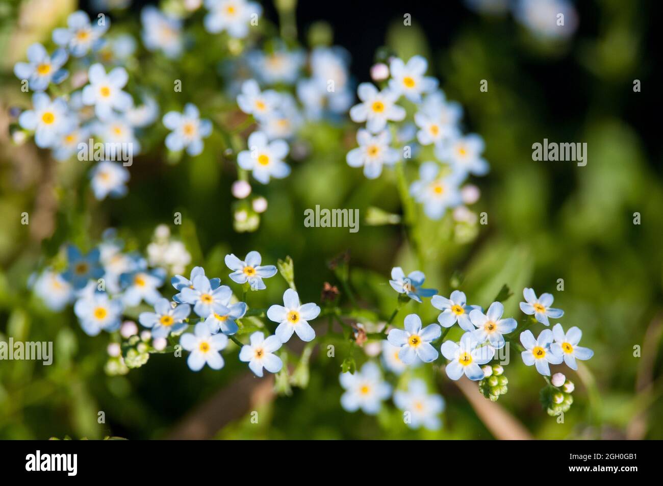 True Forget-me-not flower cluster Stock Photo - Alamy