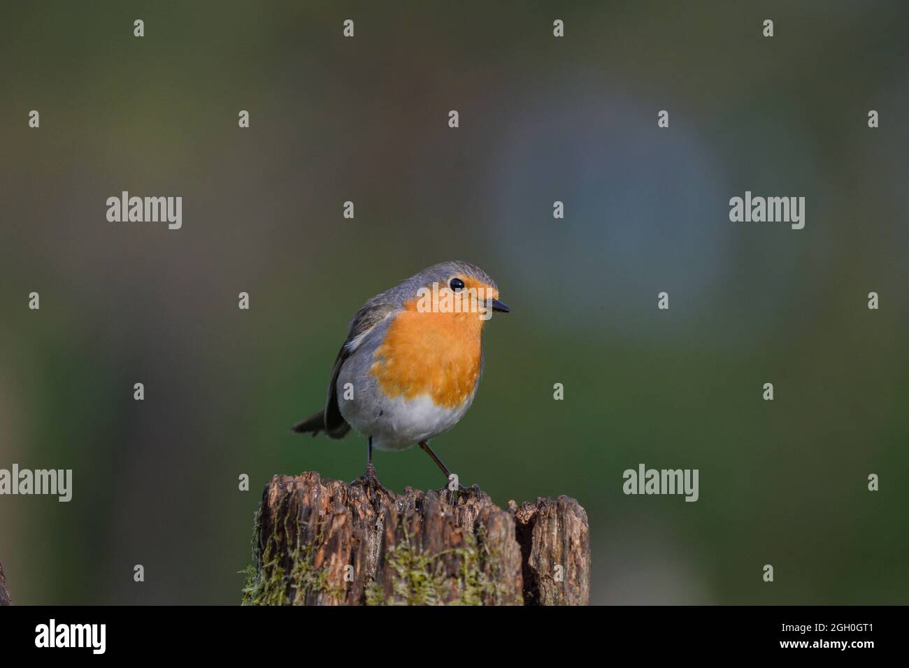 Animales robin hi-res stock photography and images - Alamy