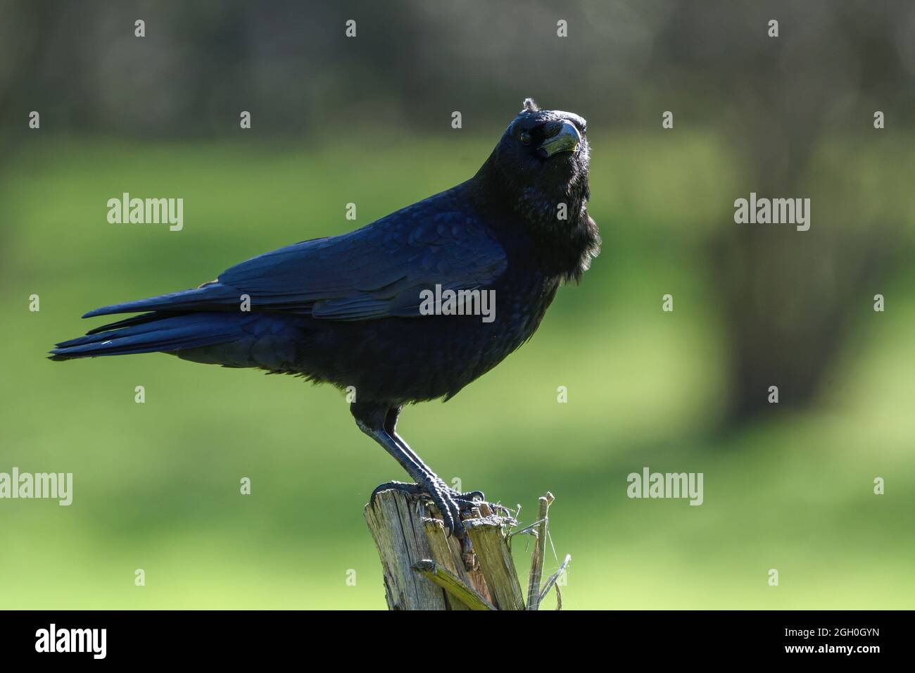 Crow on log hi-res stock photography and images - Alamy