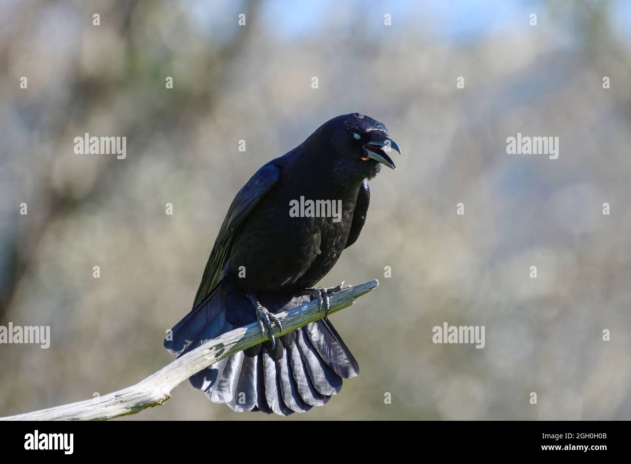 Carrion crow squawking Stock Photo - Alamy