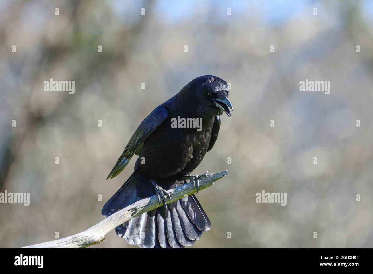Squawking birds hi-res stock photography and images - Alamy