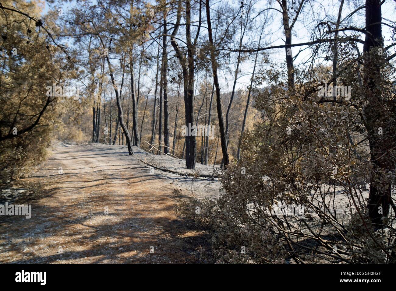 scorched landscape on rhodes island in greece after forest fire Stock ...