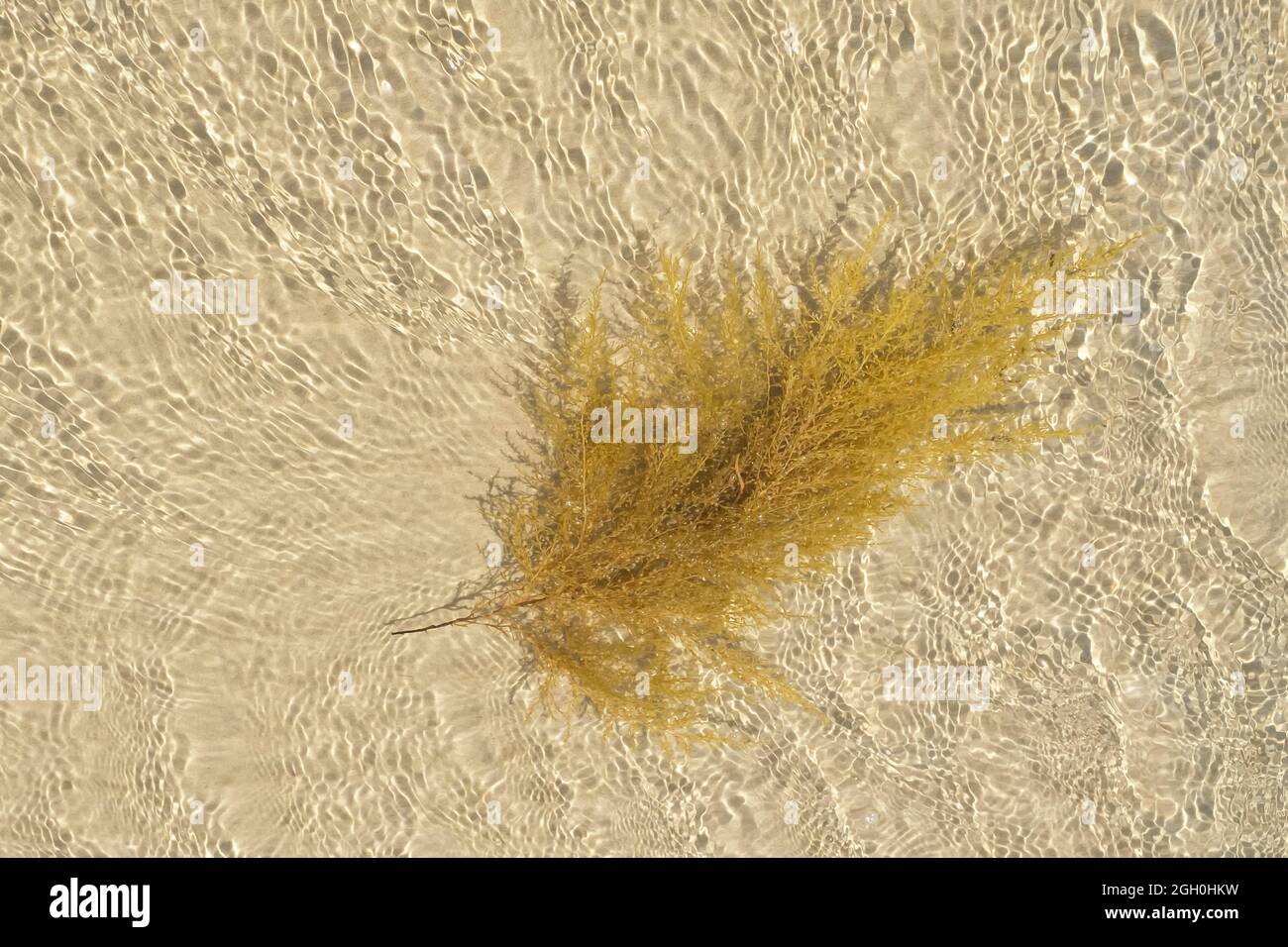 Chrysophyta Golden Algae