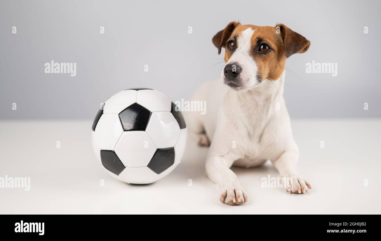 Jack russell terrier dog with soccer ball on white background Stock ...