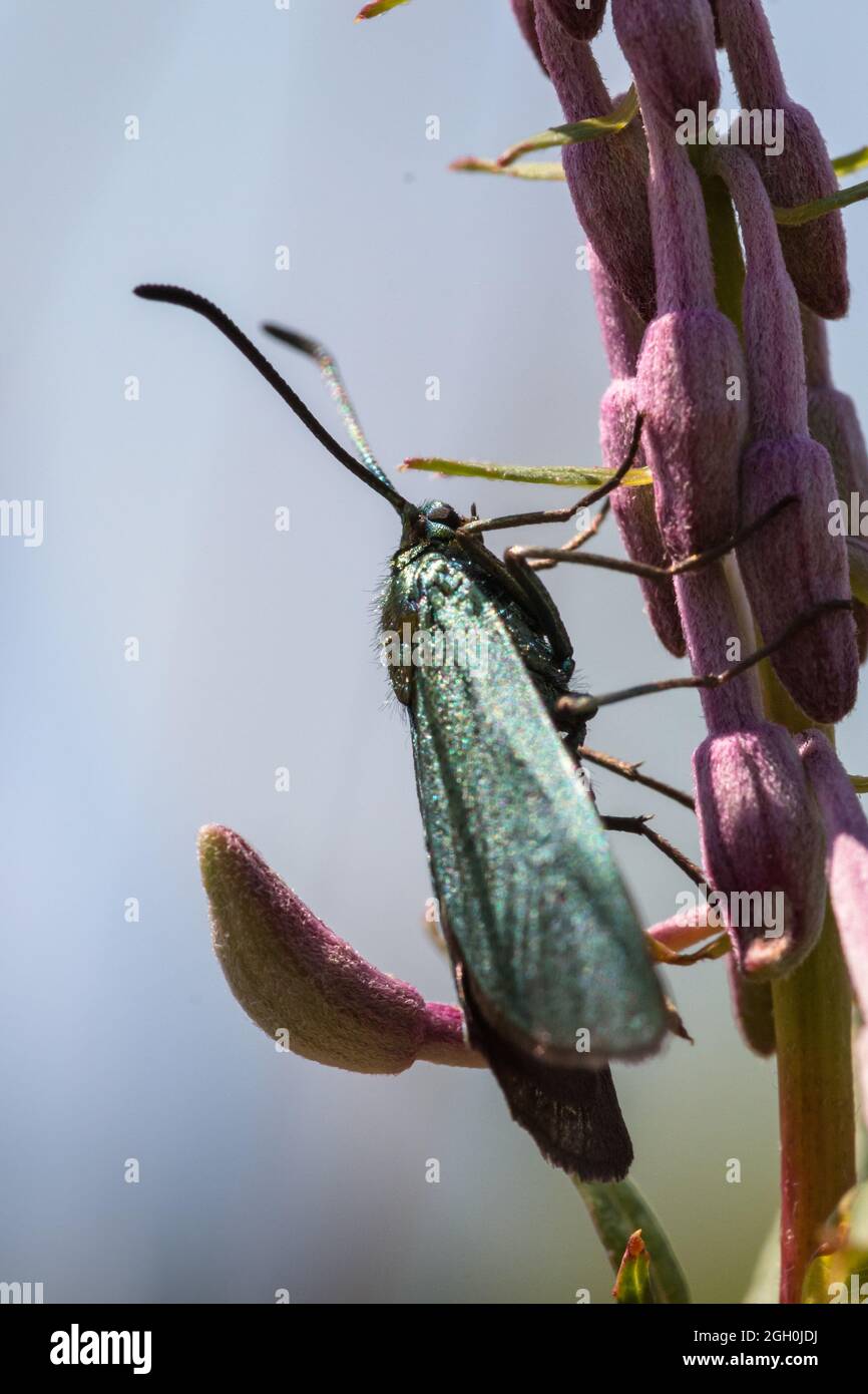 Greeny blue forester moth (Adscita statices) sits on the bright pink ...