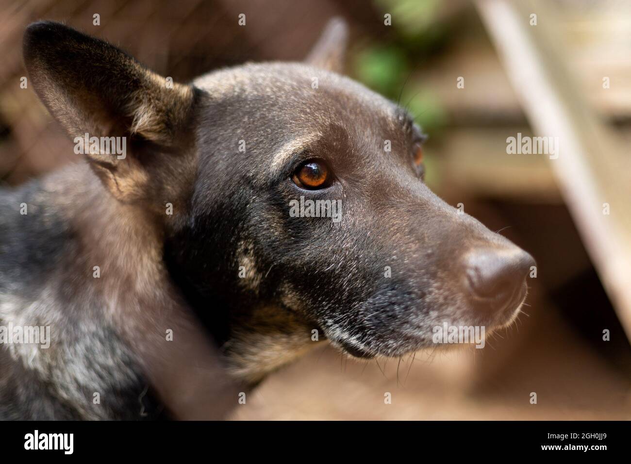 Dog on focus Stock Photo - Alamy