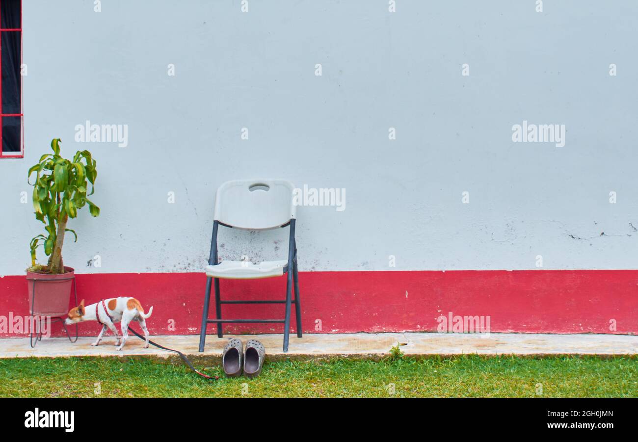 Scenic view of a chair on a white wall background and a dog sniffing ...