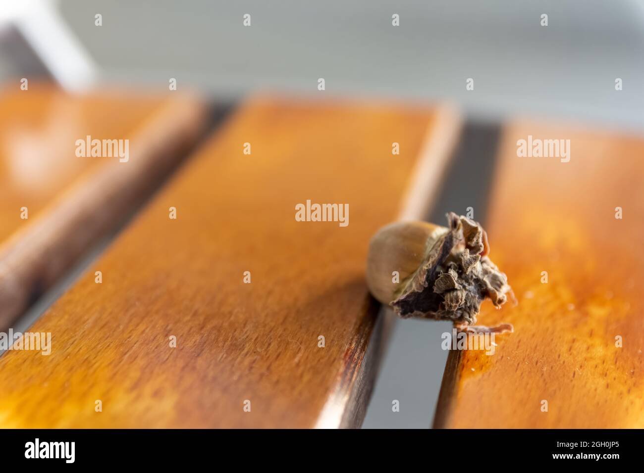 Selective of a rotten acorn on a wooden bench Stock Photo - Alamy