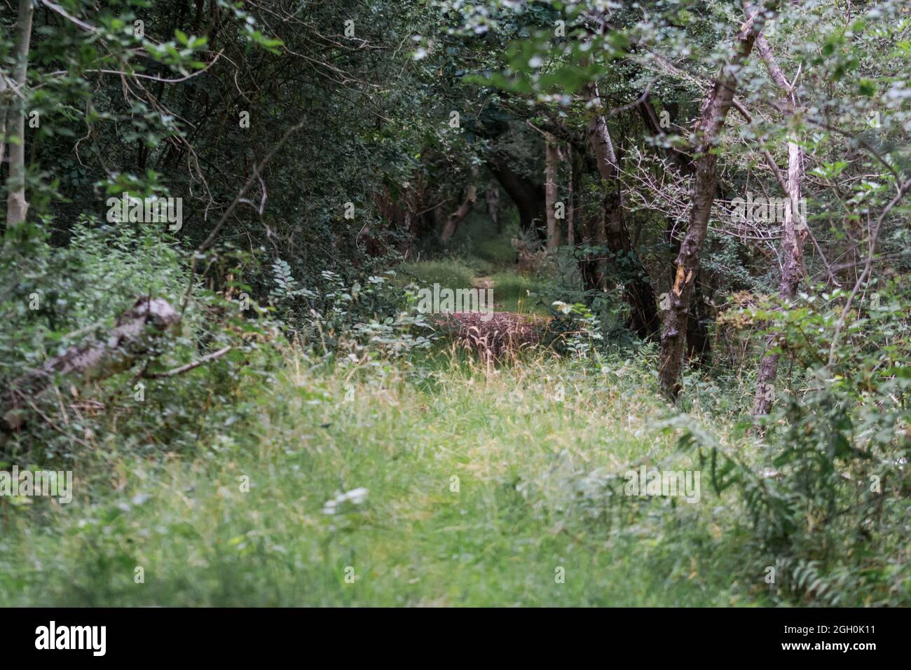 Cavenham heath national nature reserve hi-res stock photography and ...