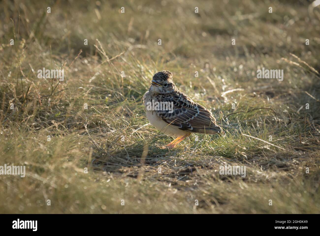 Cavenham heath national nature reserve hi-res stock photography and ...