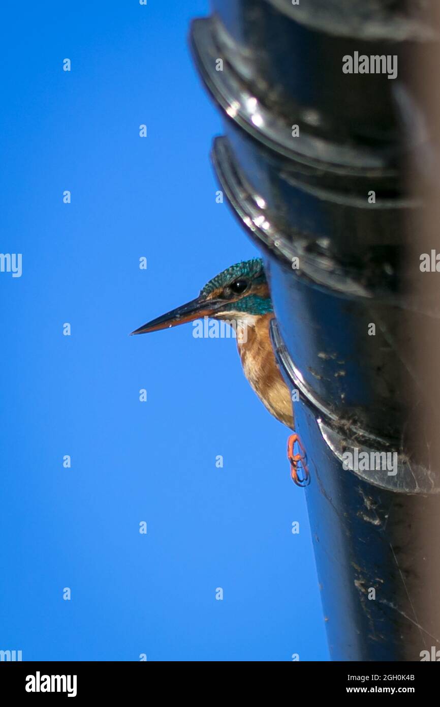 The kingfisher (Alcedo atthis) uses the gutter above the bird hide as a ...