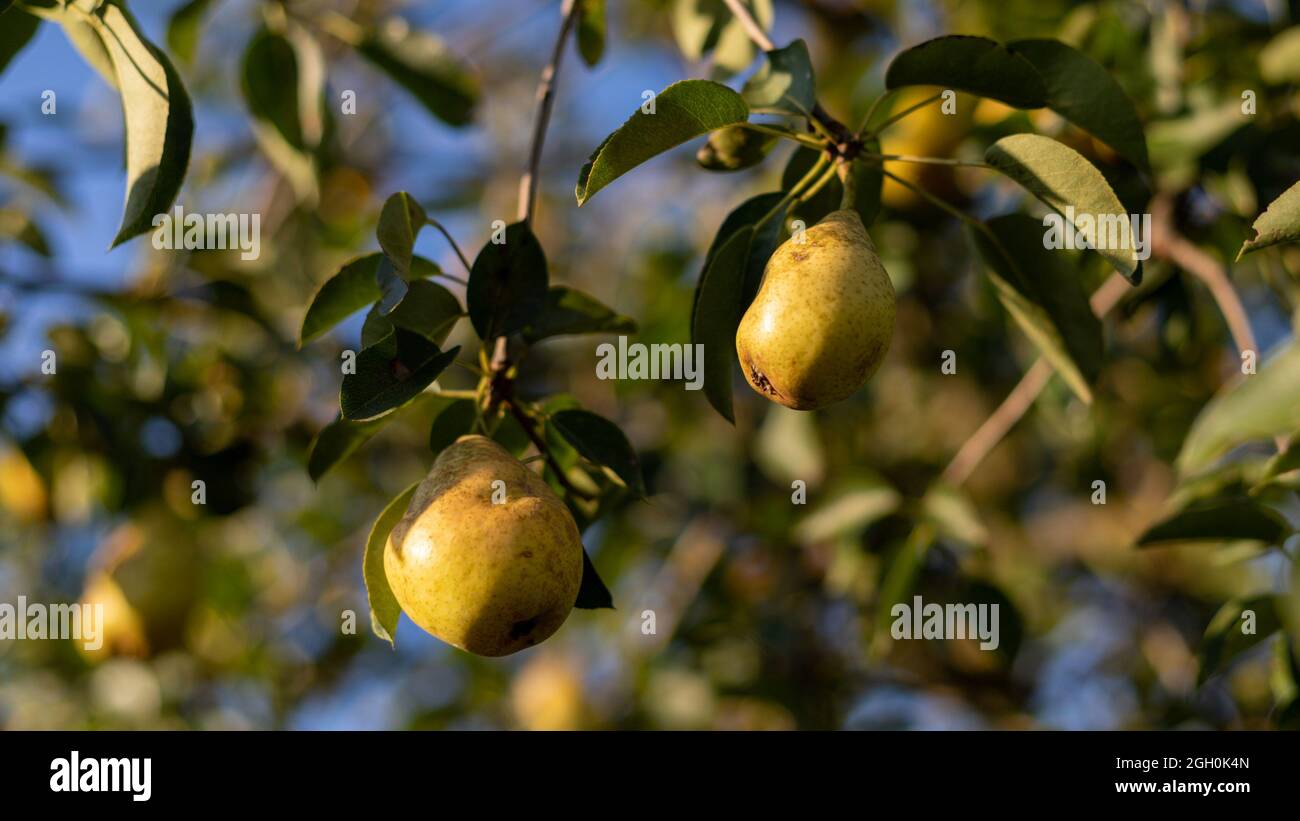 Pears in light Stock Photo - Alamy