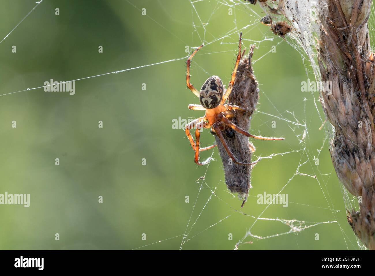 A furrow spider (Larinoides cornutus) on its' web in a Cambridgeshire ...