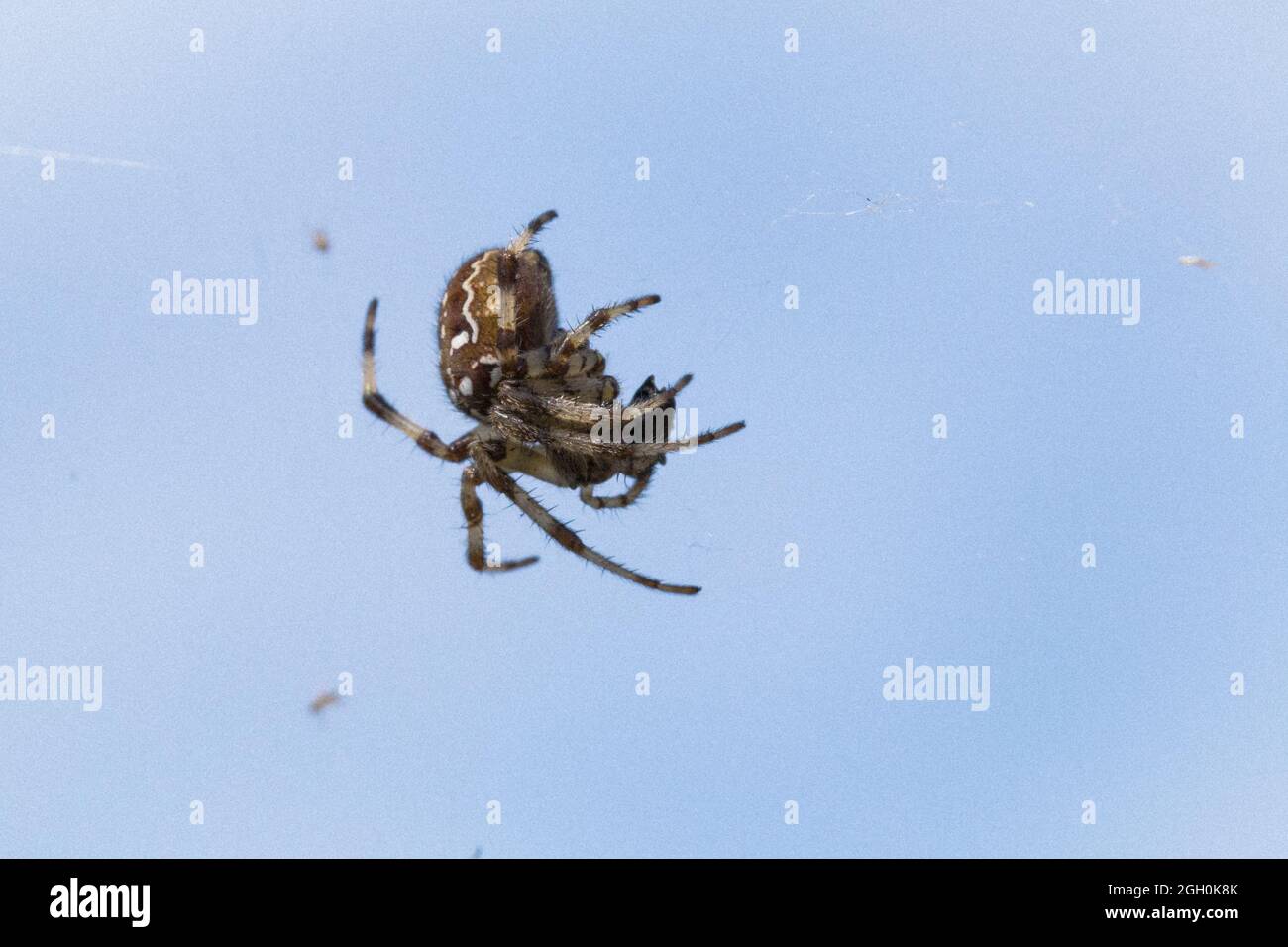 A european garden spider (Araneus diadematus) feeds on a fly whilst ...