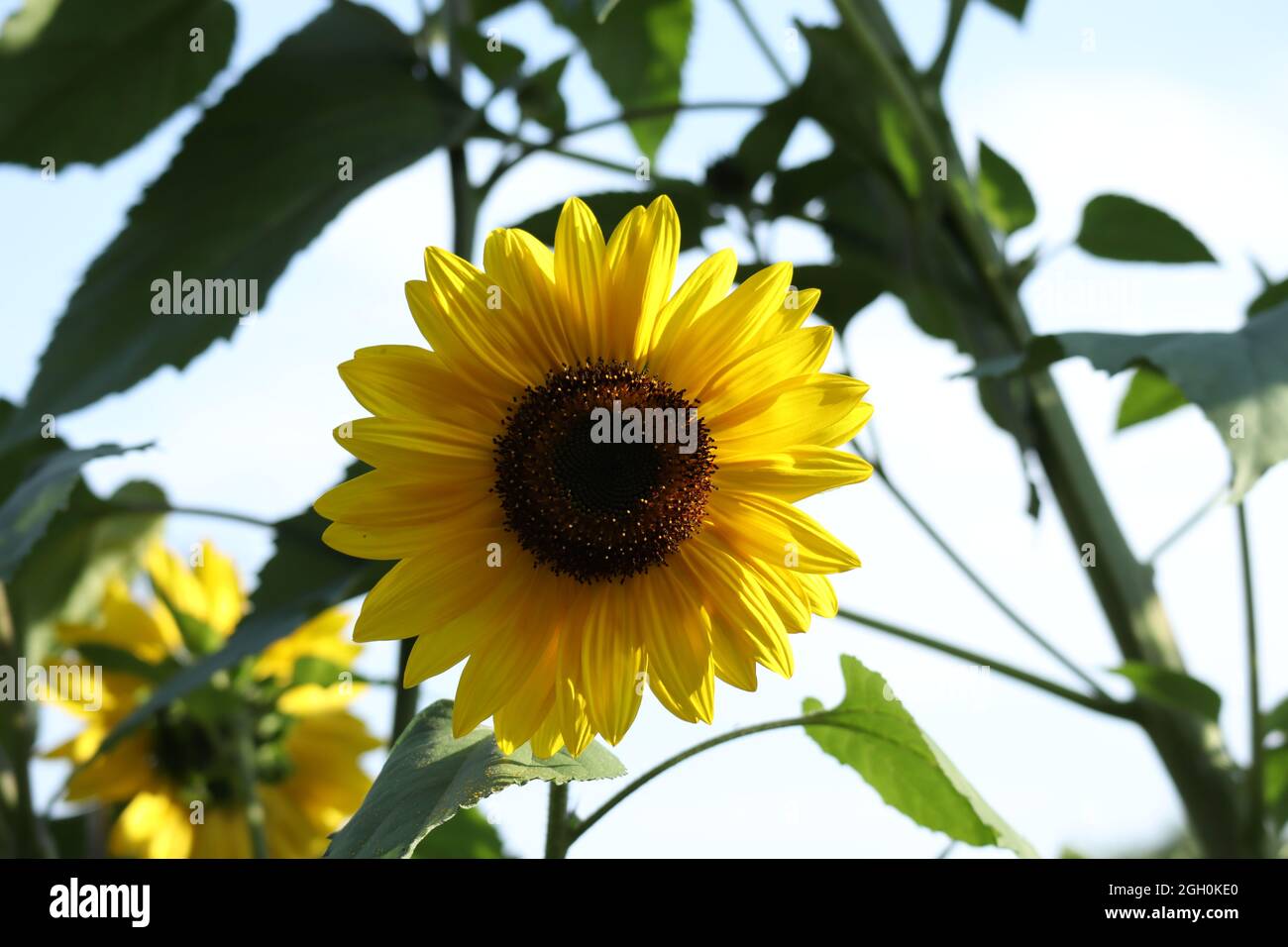 Sunflowers on a yellow background. Floral close-up. Flat lay top-down ...
