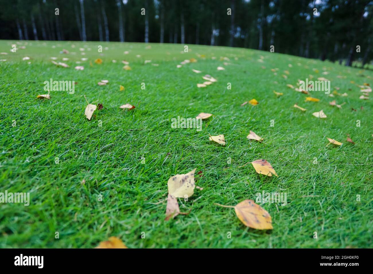 Yellow leaves on green grass the golf course. High quality photo Stock ...