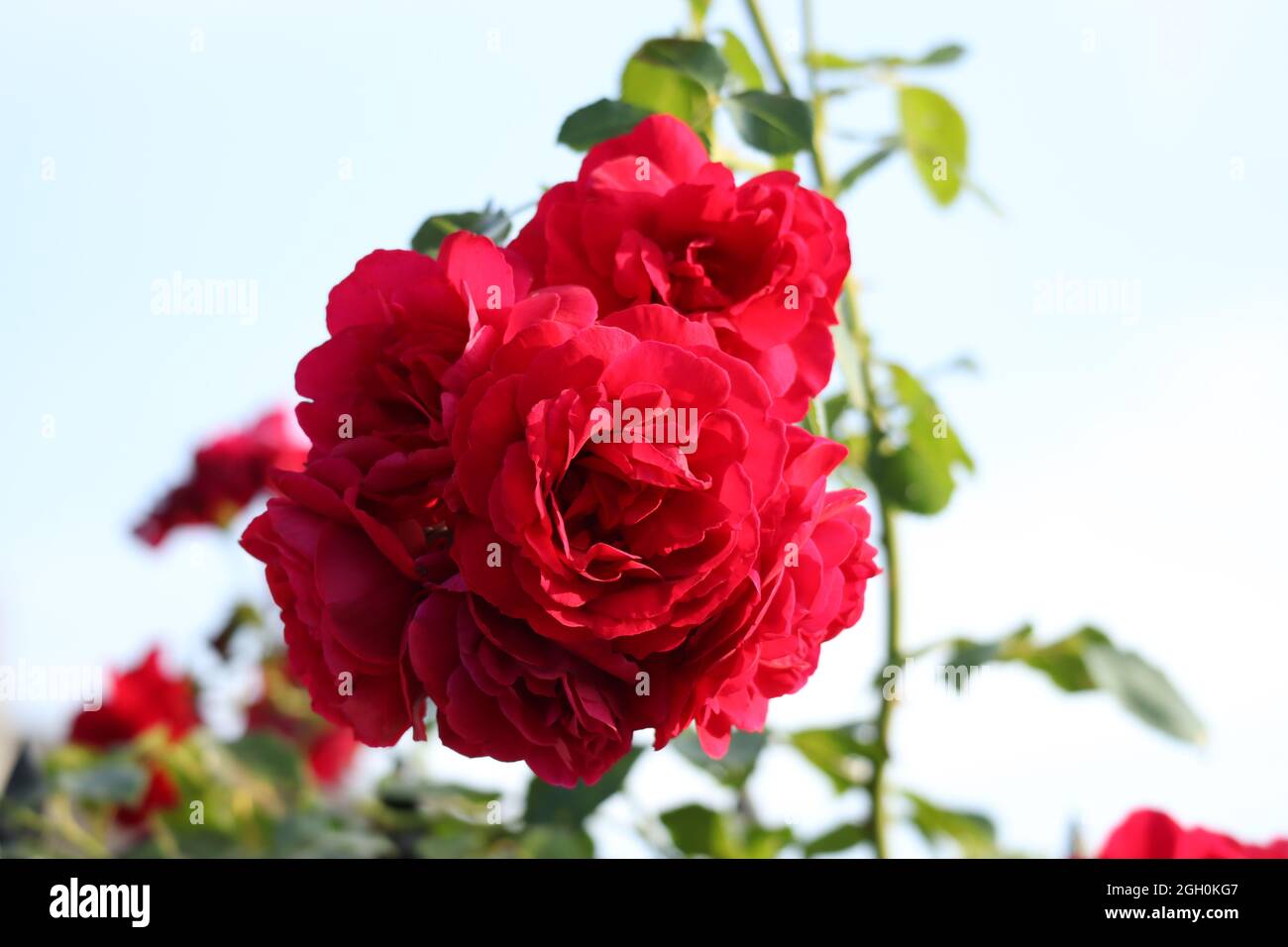 red rose bud on a white background Stock Photo - Alamy