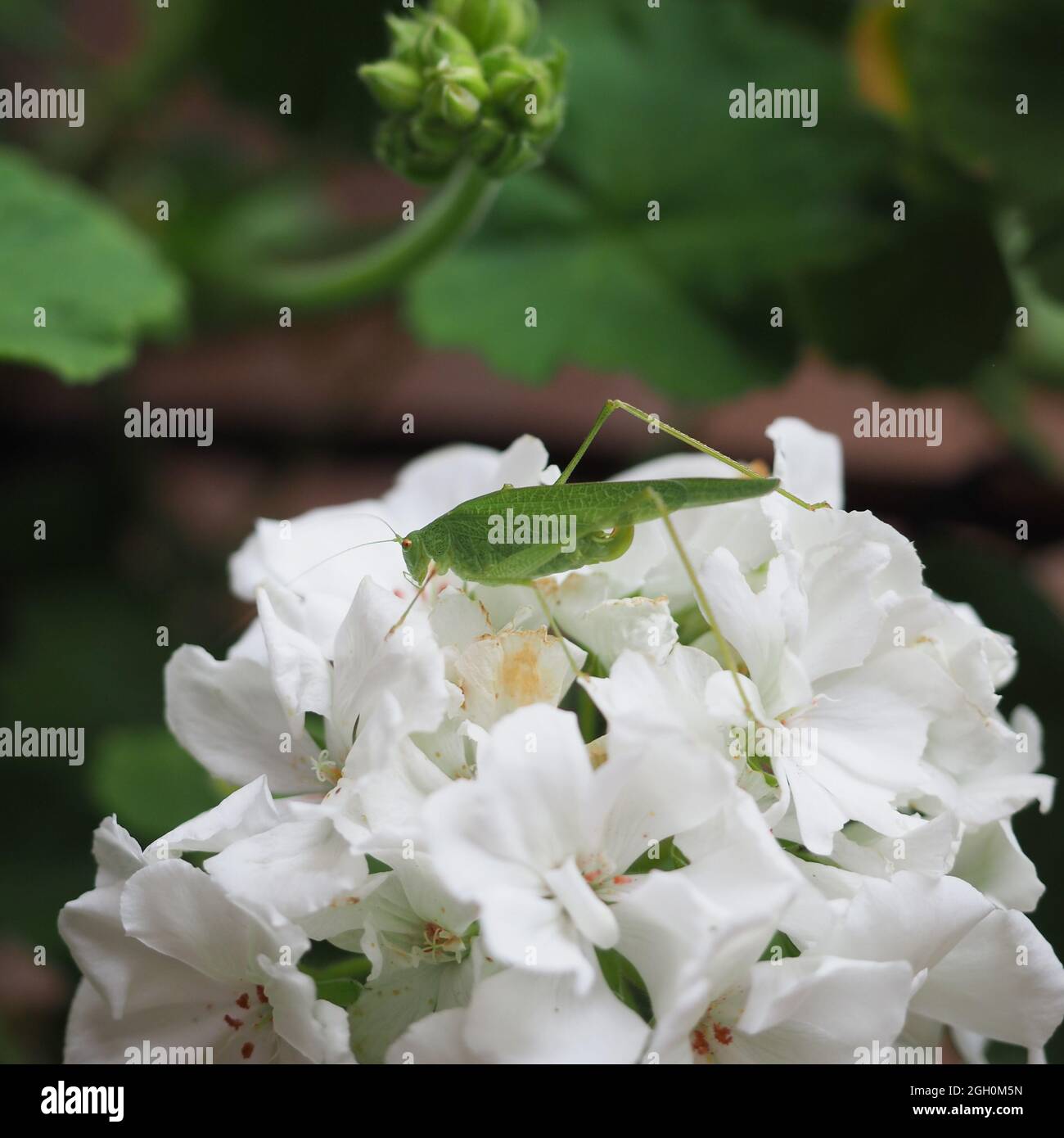 grasshopper (scientific name Orthoptera Caelifera) of animal class ...
