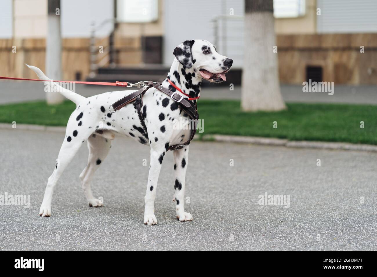 Portrait of a young dalmatian dog on a city street, a white beautiful ...