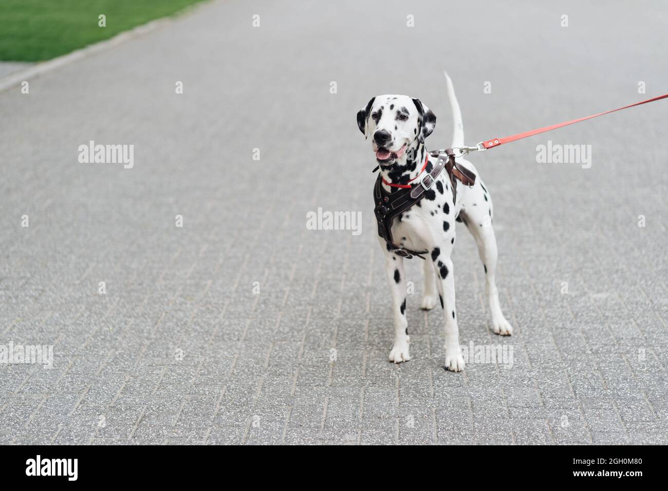 Portrait of a young dalmatian dog on a city street, a white beautiful ...