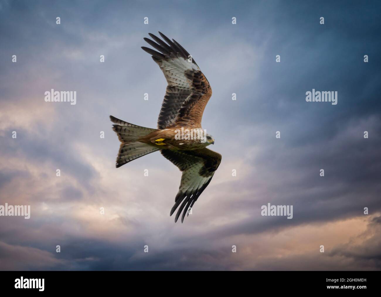 The Red Kite, a bird of prey almost taken to extinction but now making ...