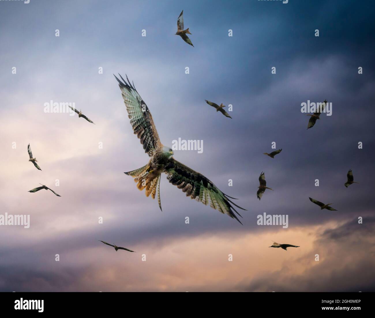 Red kite feeding station hi-res stock photography and images - Alamy