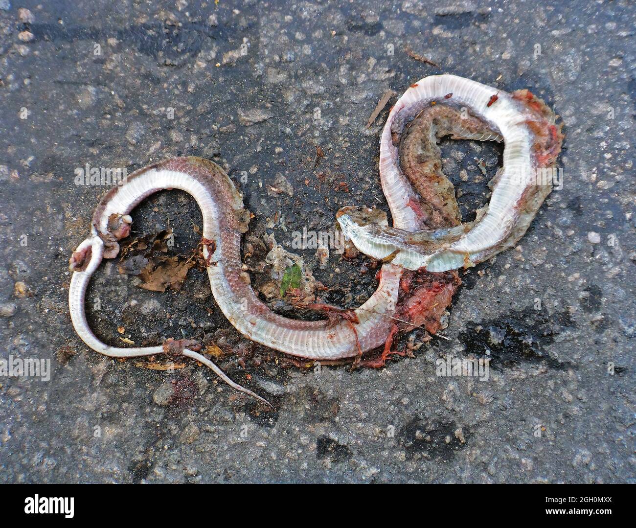Dead snake hi-res stock photography and images - Alamy