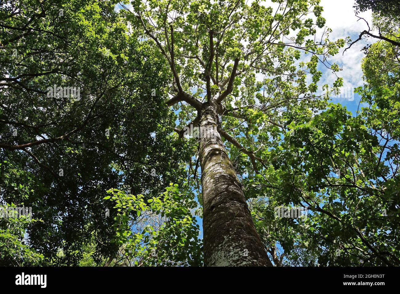 Big tree on tropical rainforest, Rio de Janeiro, Brazil Stock Photo - Alamy
