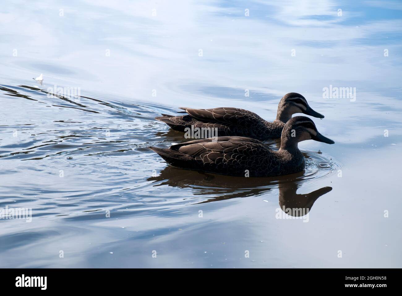 Sydney Australia, pair of pacific black ducks on water Stock Photo - Alamy