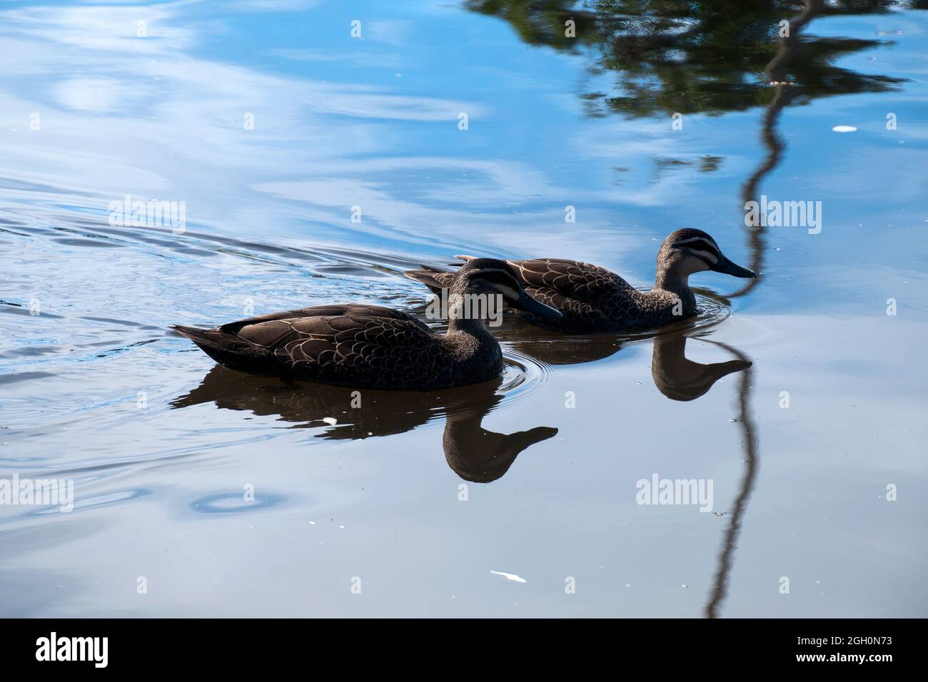 Sydney Australia, pair of pacific black ducks racing towards finish ...