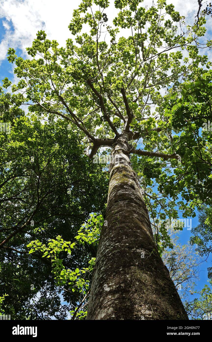 Big tall tree rainforest hi-res stock photography and images - Alamy