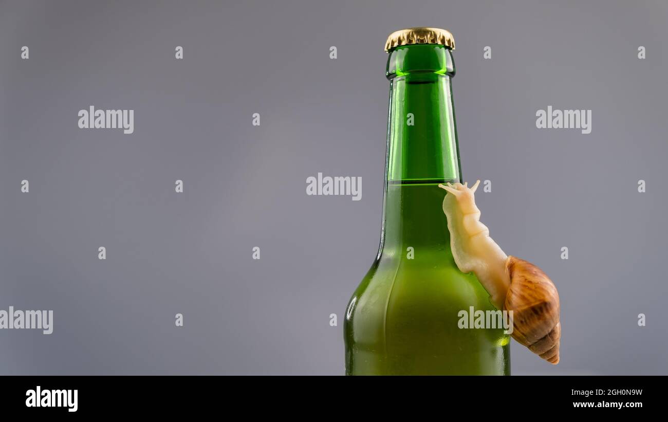 Snail in the bottle hi-res stock photography and images - Alamy