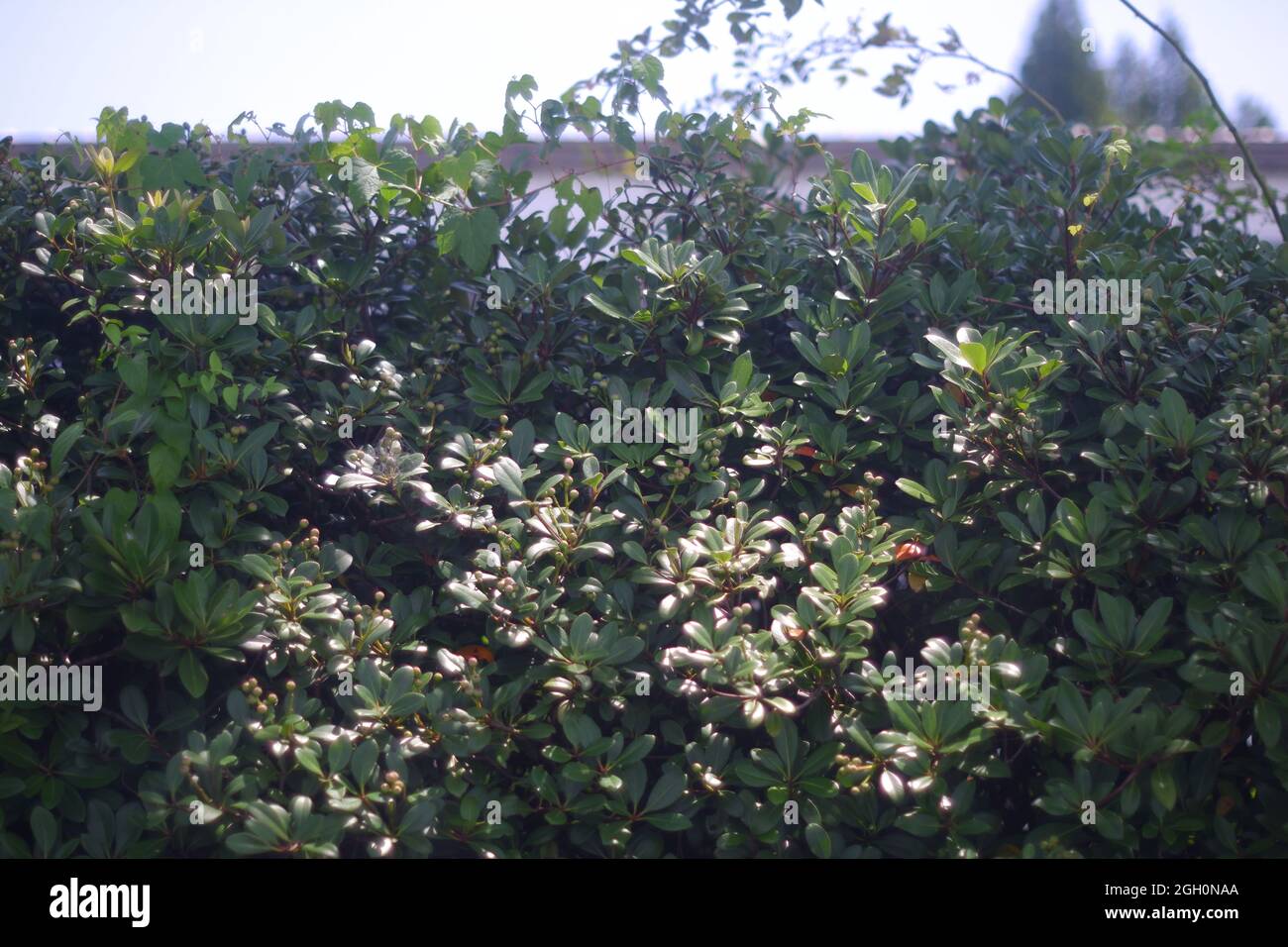Overgrown hedge hi-res stock photography and images - Alamy