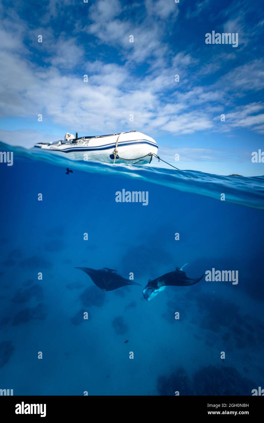 Two Manta rays dancing below a boat in the crystal clear water Stock ...