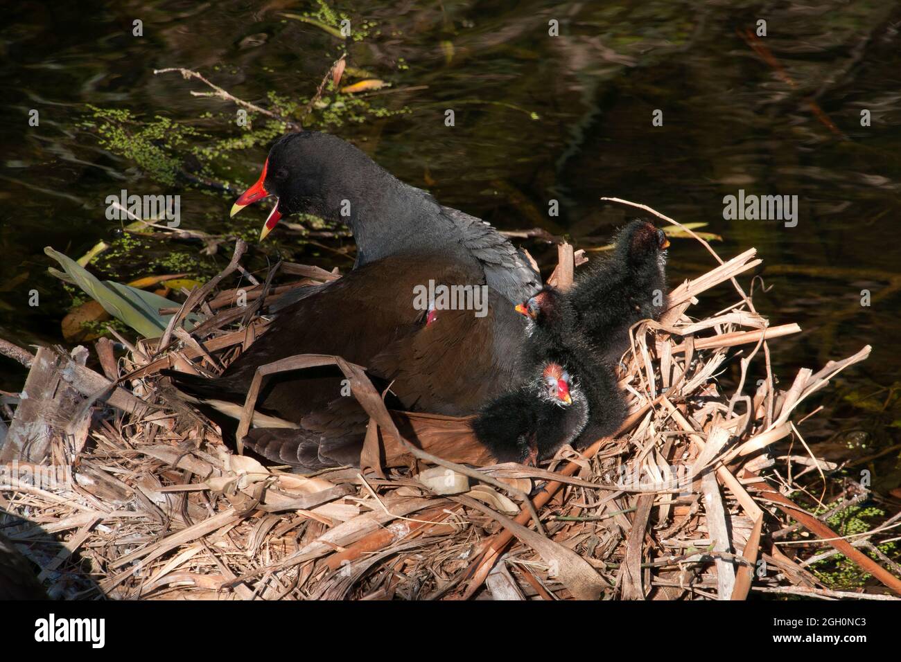 Sydney Australia, Dusky moorhen with chicks on nest Stock Photo - Alamy