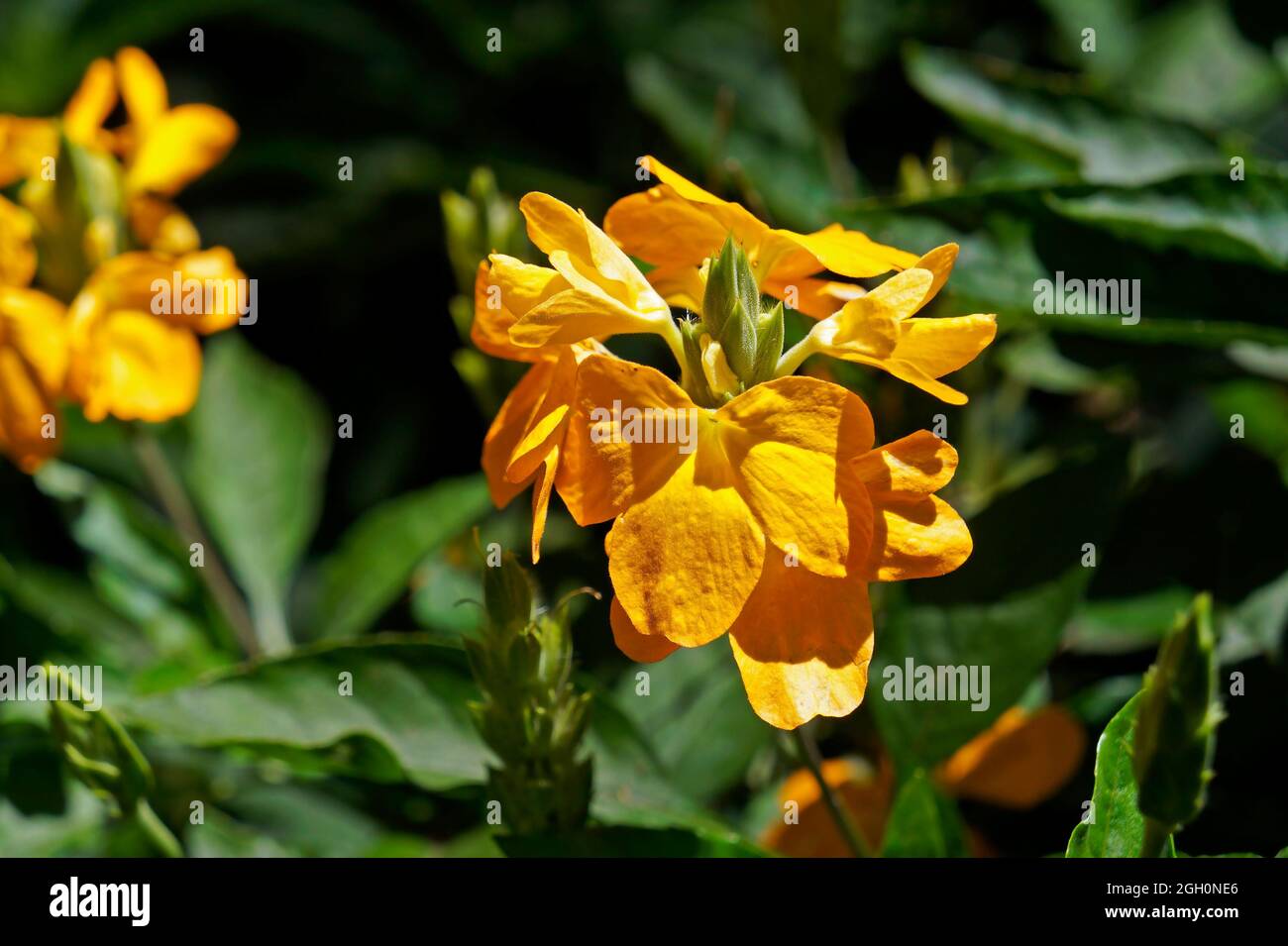 Firecracker flower (Crossandra infundibuliformis), Minas Gerais, Brazil ...
