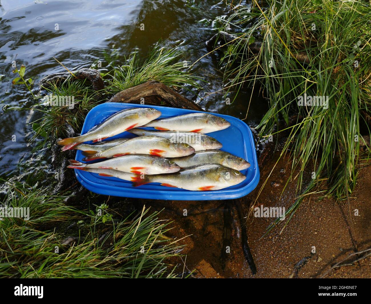 redfin perch successful fishing close-up on a tray Stock Photo - Alamy