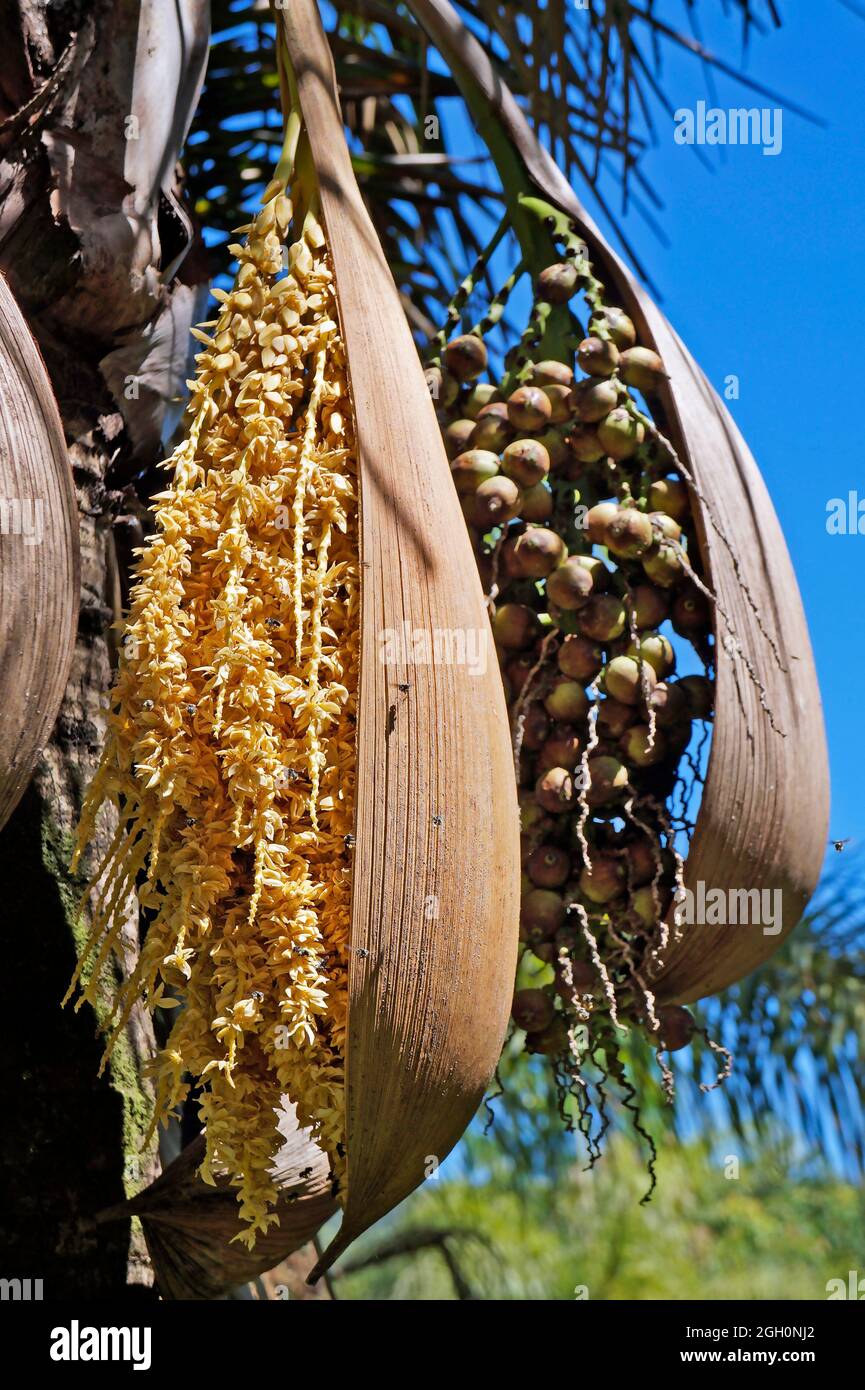 Palm tree flowers hi-res stock photography and images - Alamy