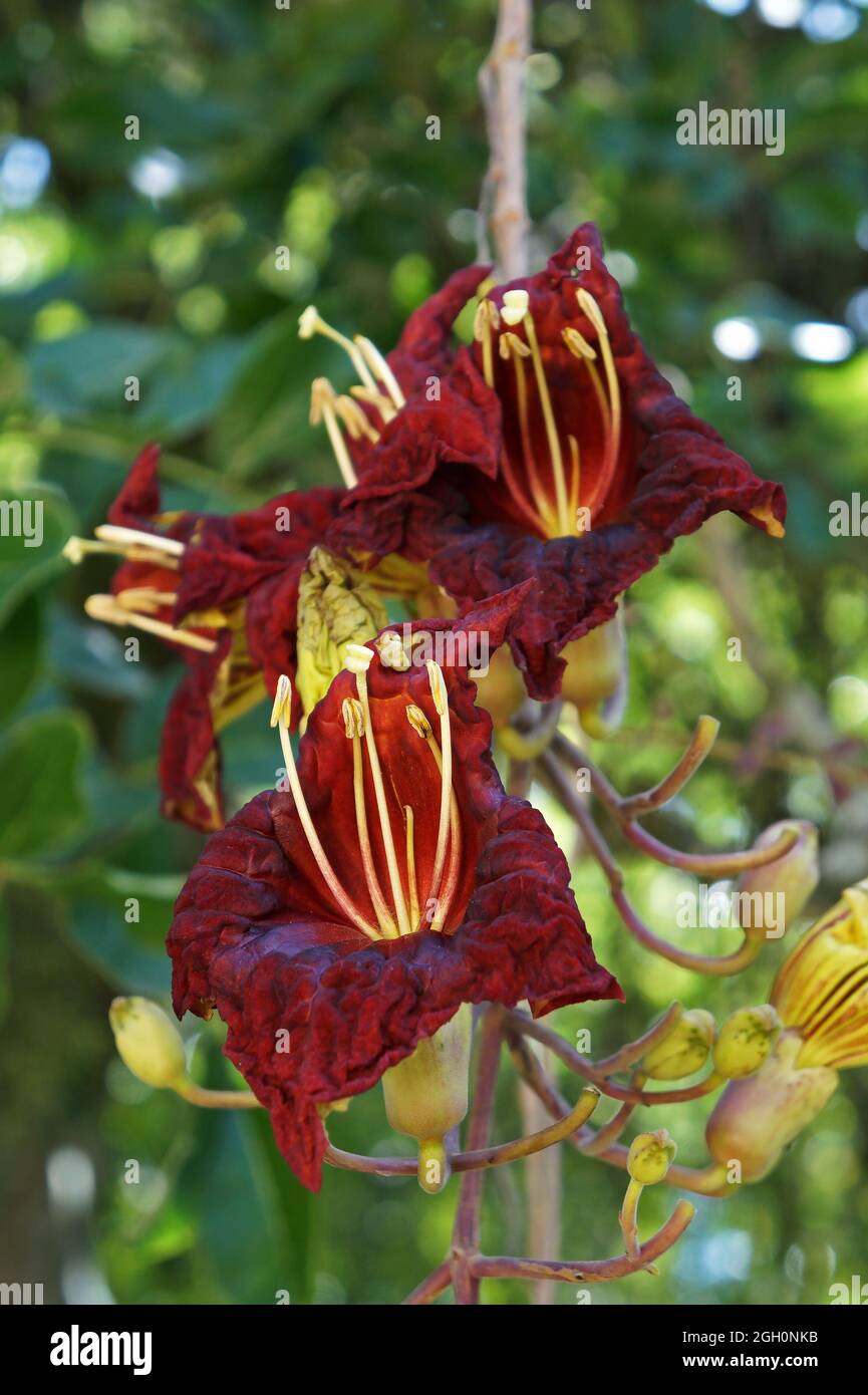 Kigelia africana hi-res stock photography and images - Alamy