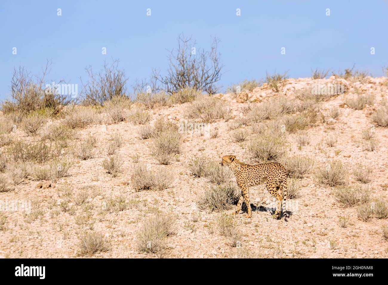 Cheetah walking in sand dune in Kgalagadi transfrontier park, South ...