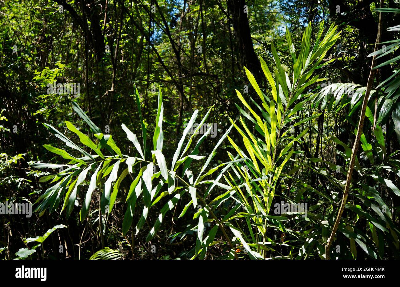 Palm tree fronds growth hi-res stock photography and images - Alamy